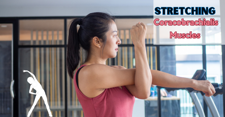 Coracobrachialis Exercises: Strengthen and Tone Your Upper Arm Muscles ...